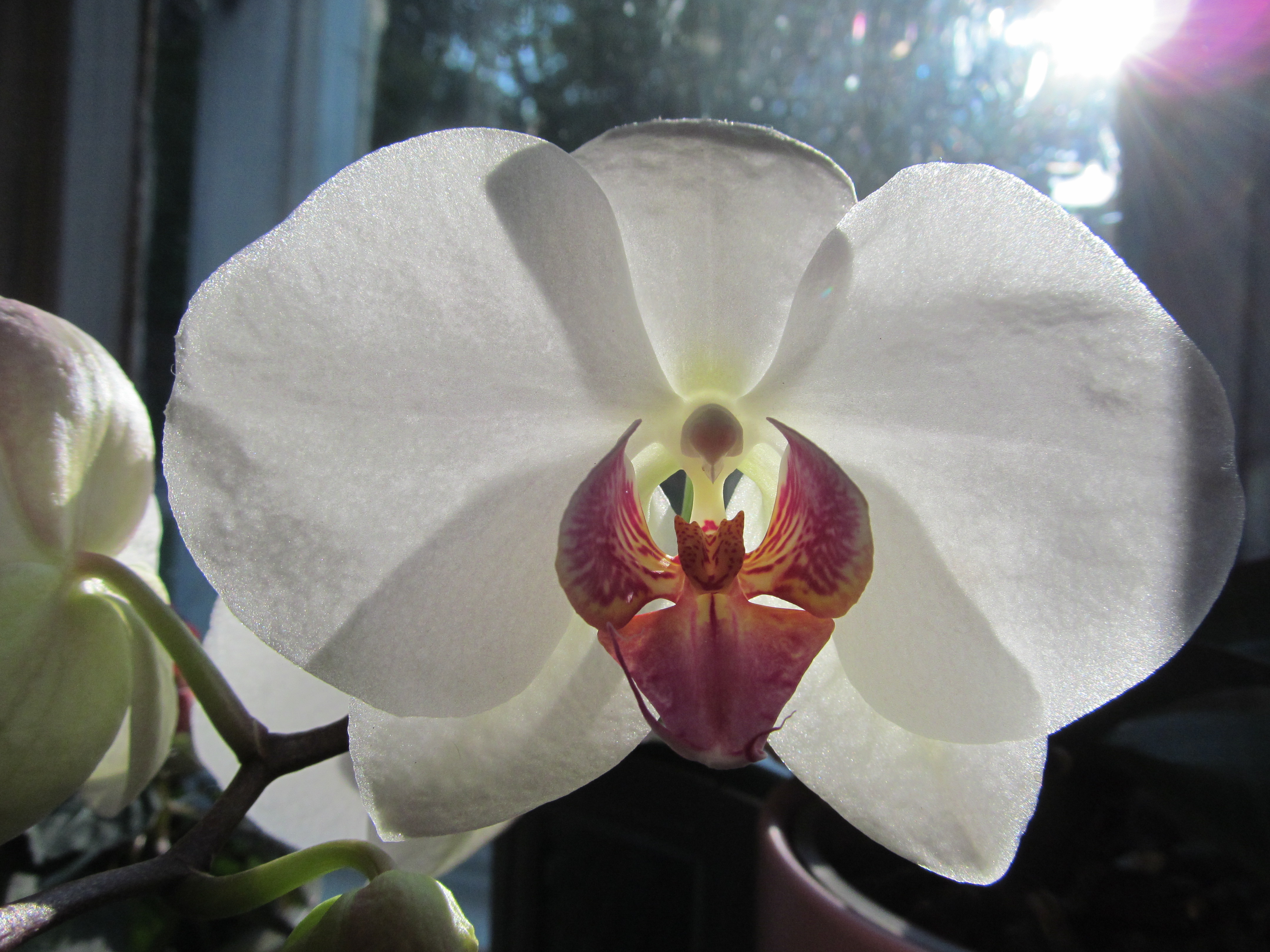 orhideja by AlphaSystem