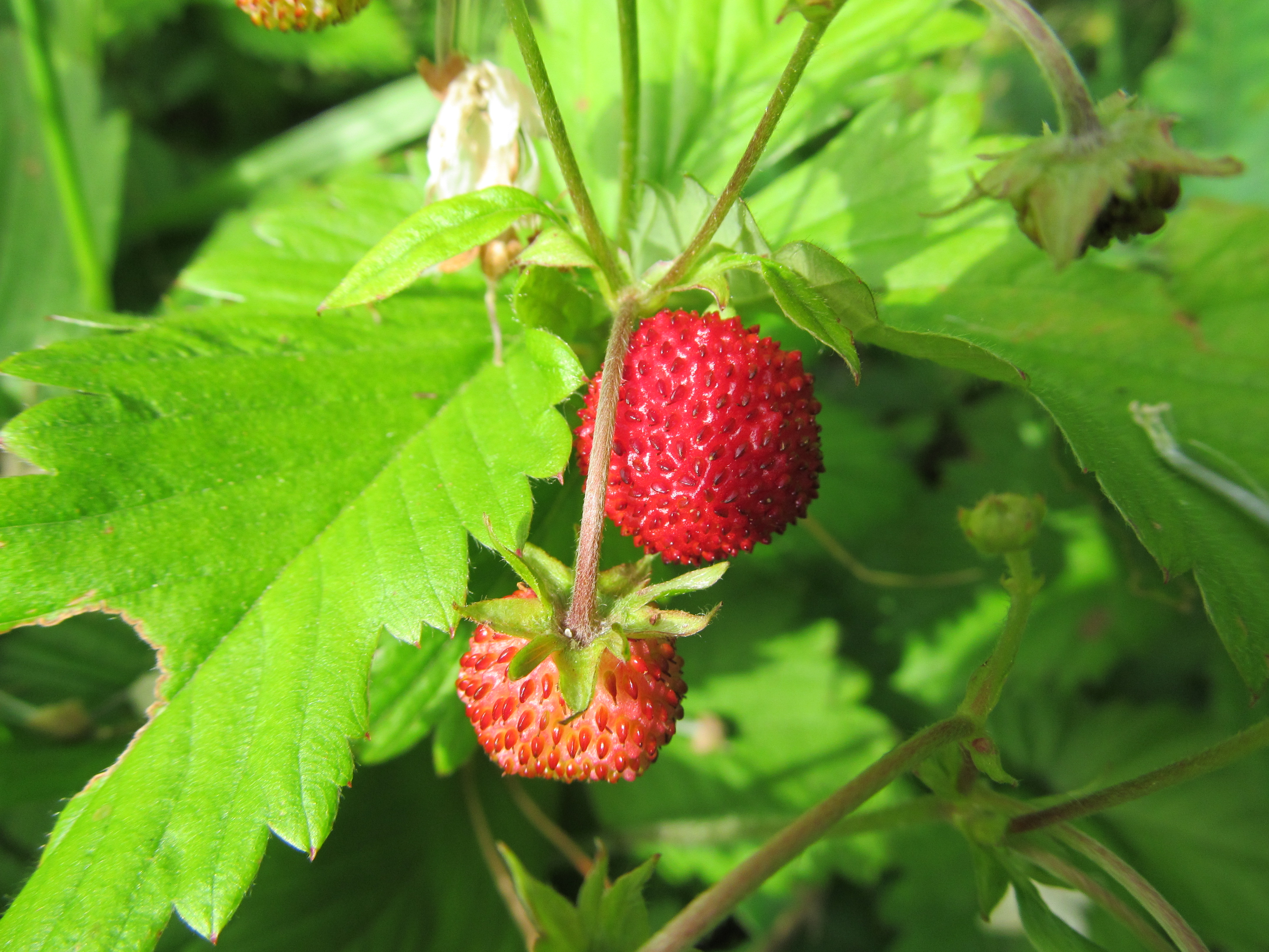 jagode by AlphaSystem