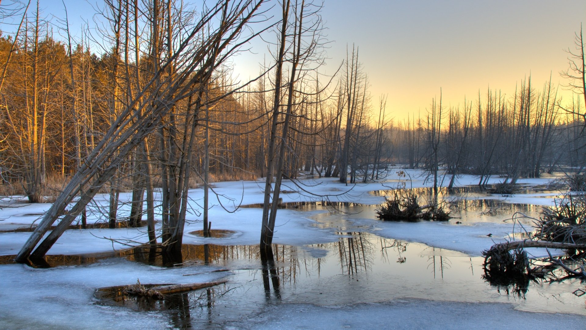 Download Nature Swamp HD Wallpaper