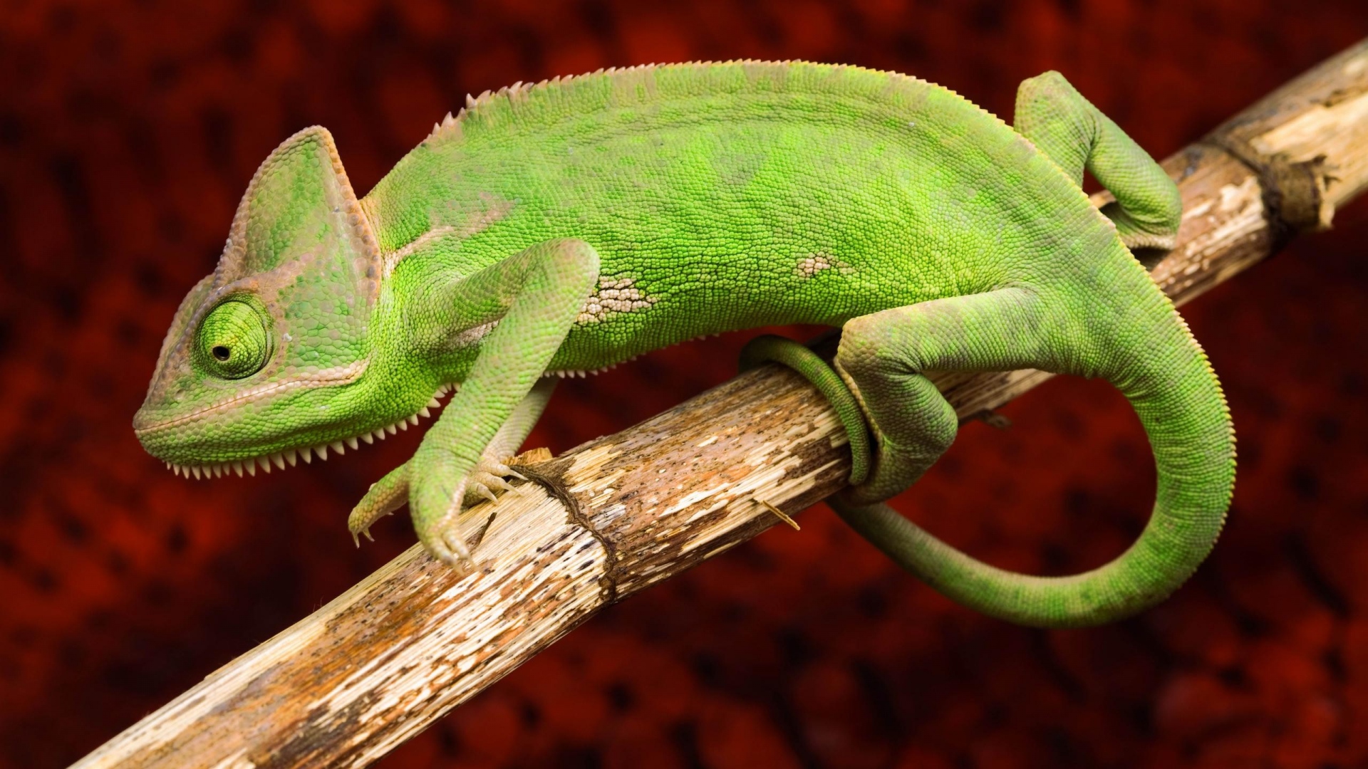 Download Animal Chameleon HD Wallpaper