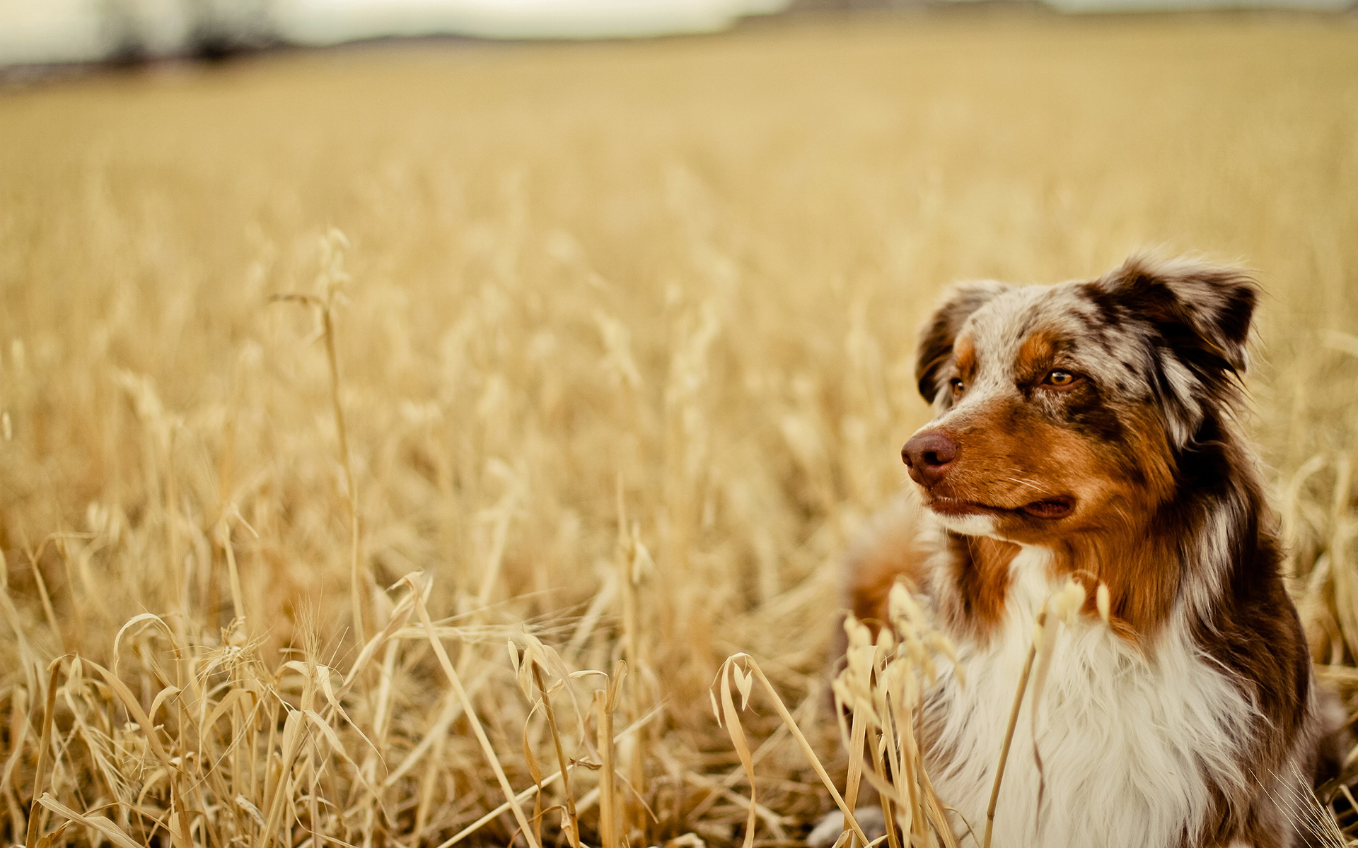 Download Wallpaper Dog Background