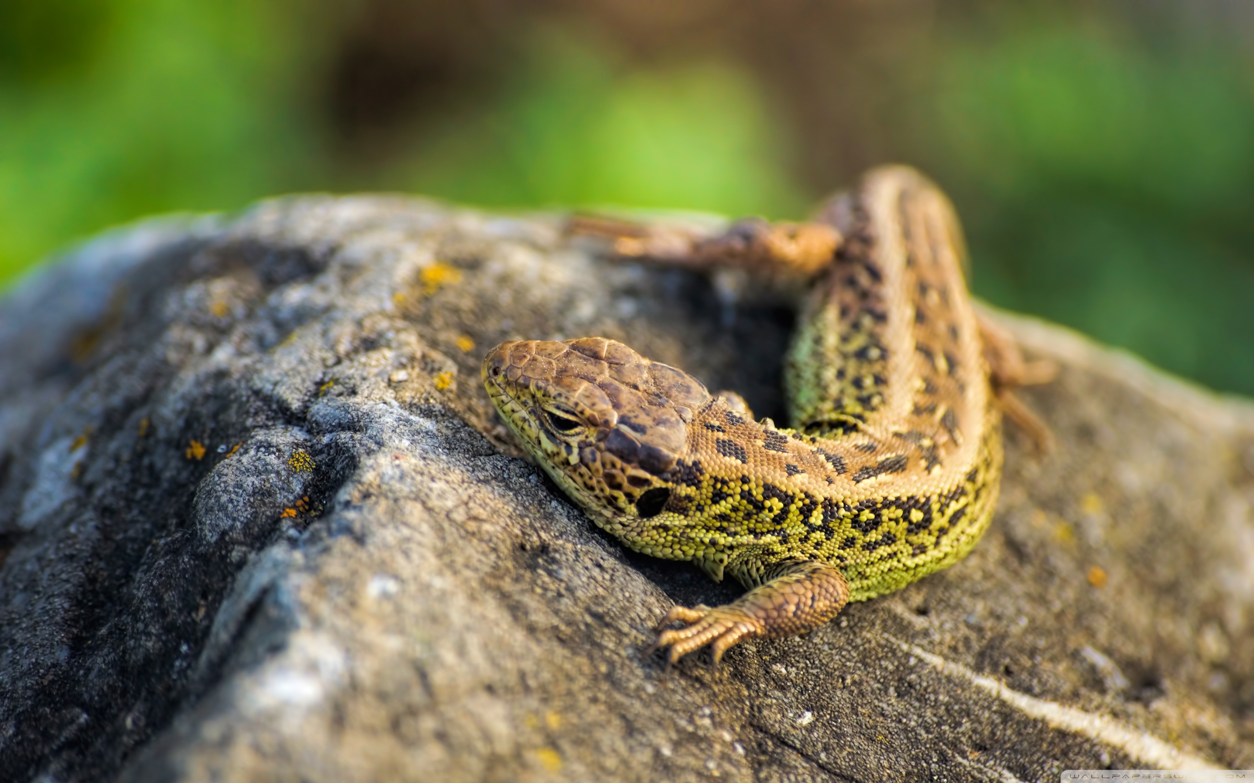 Download Animal Lizard HD Wallpaper