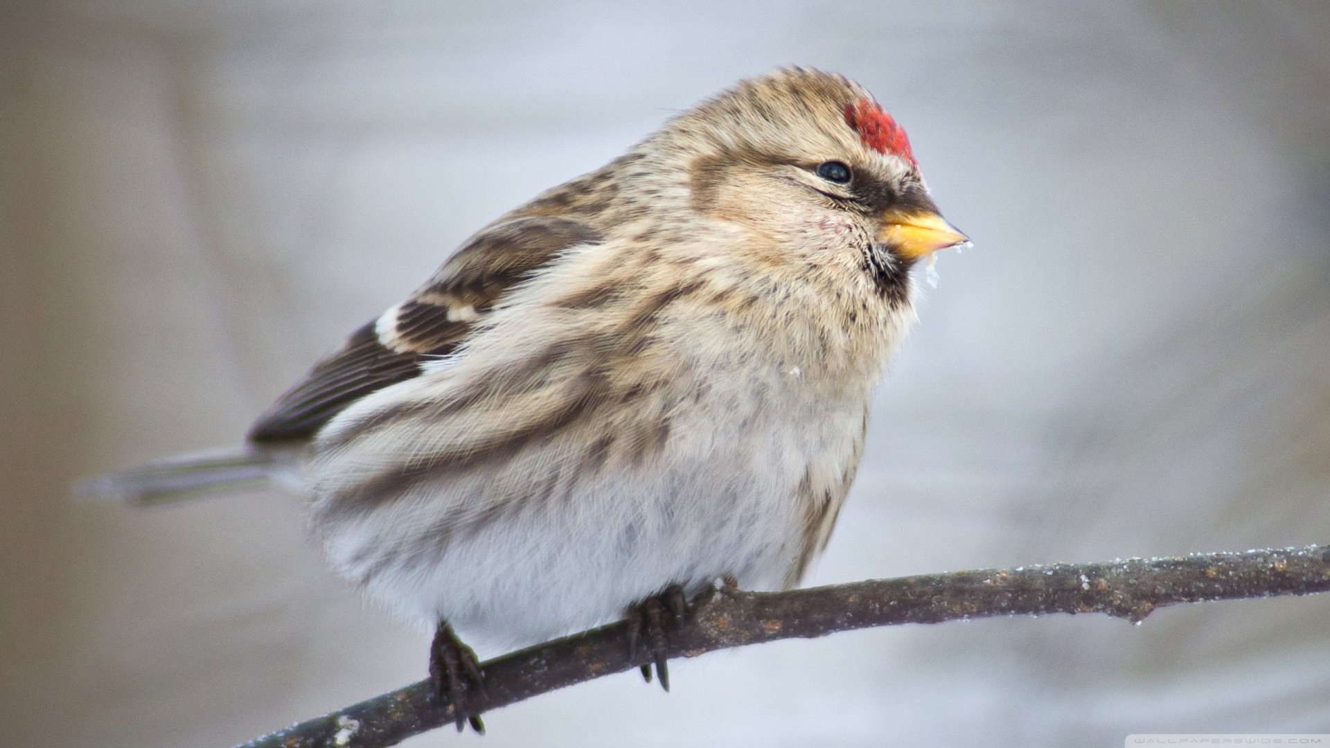 Download Common Redpoll Bird Animal Redpoll HD Wallpaper
