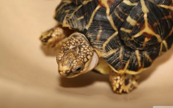 [50+] Tortoise Wallpapers