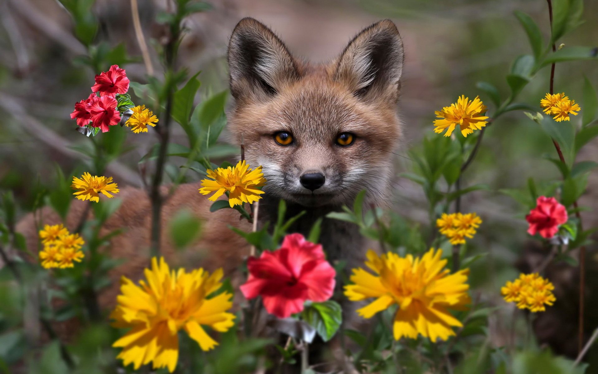 Stunning Fox Among Flowers - HD Wallpaper