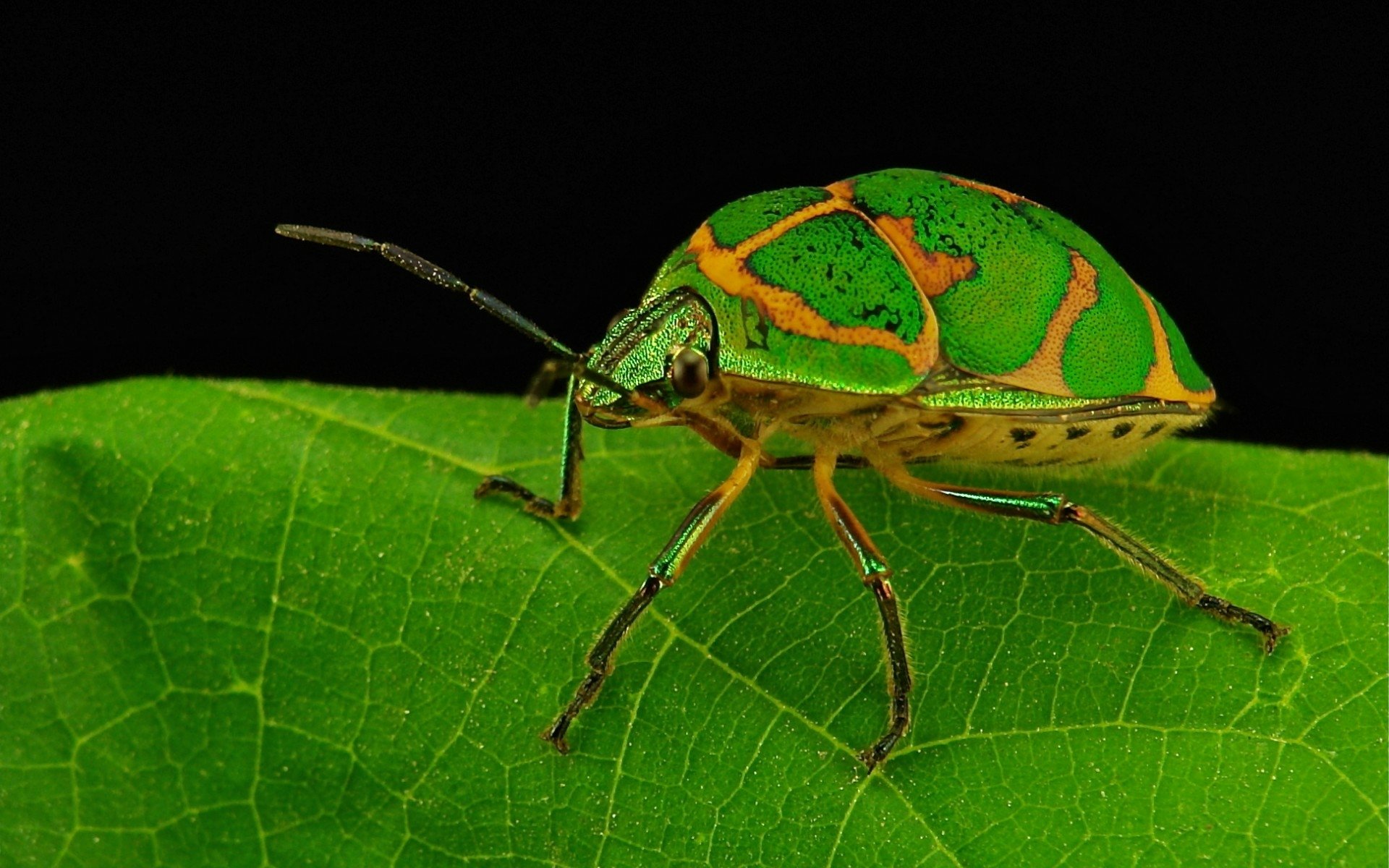 Download Animal Beetle HD Wallpaper