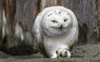 Download Animal Snowy Owl PFP