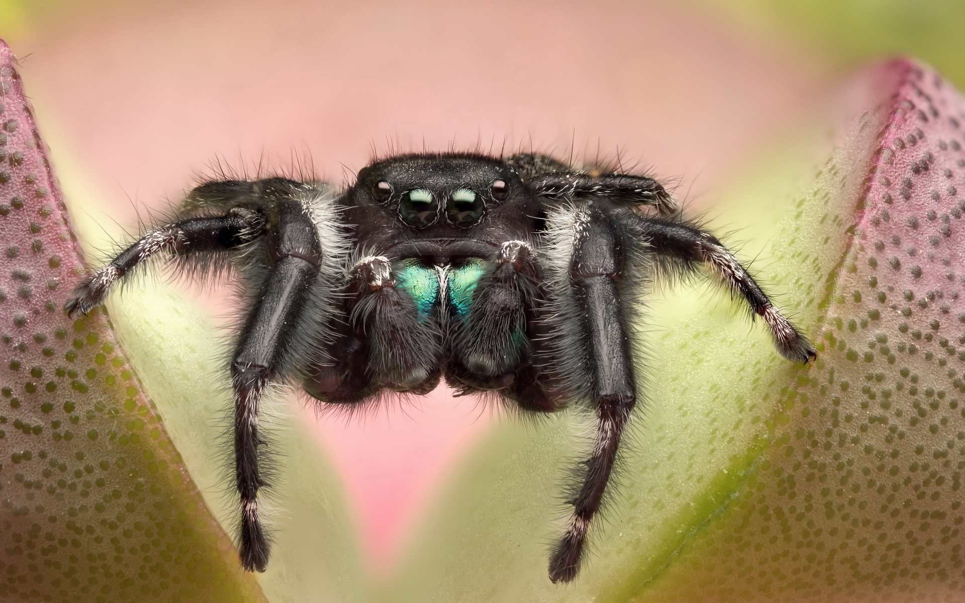 Animal Spider HD Wallpaper