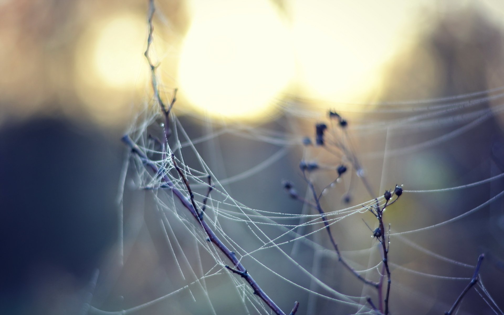Photography Spider Web HD Wallpaper