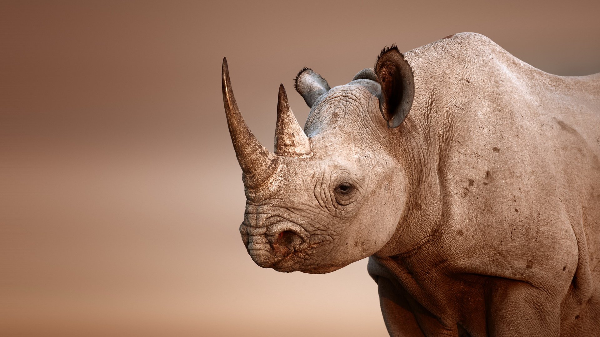 Download Animal Rhino HD Wallpaper