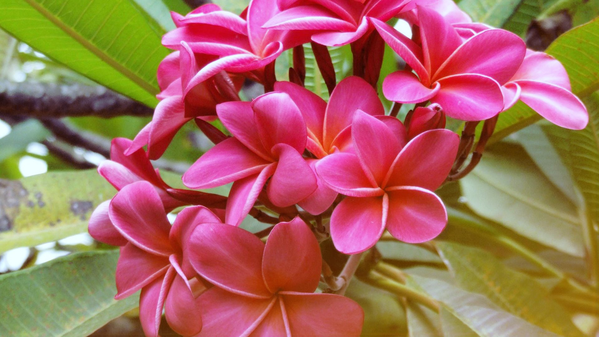 Download Nature Frangipani HD Wallpaper
