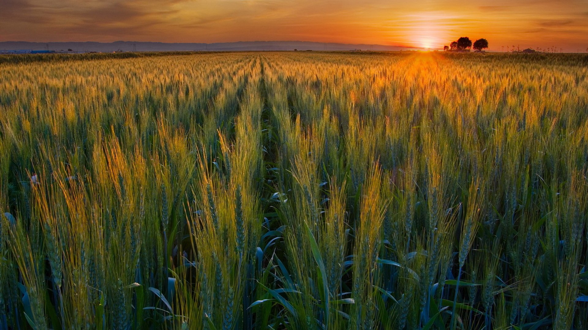 Download Nature Wheat HD Wallpaper