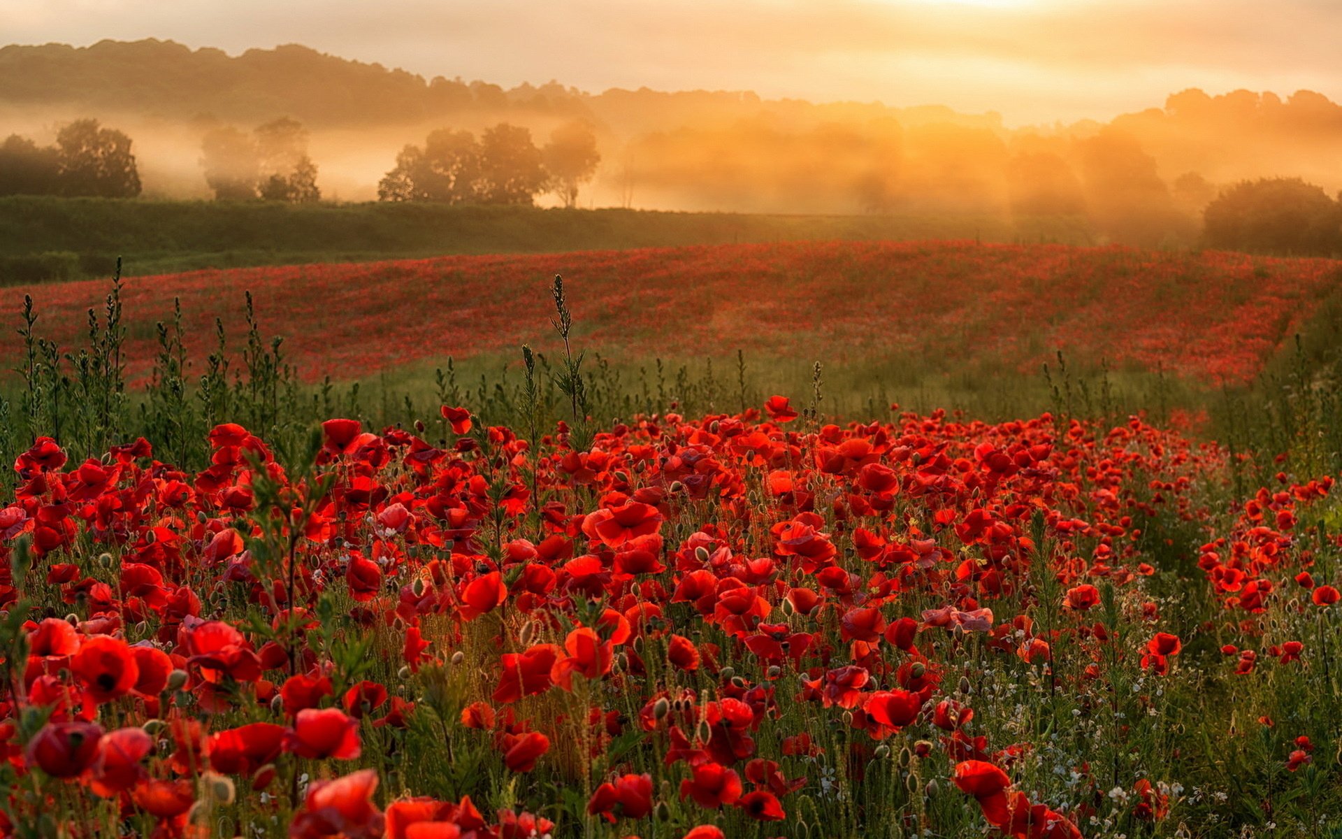 Download Nature Poppy HD Wallpaper