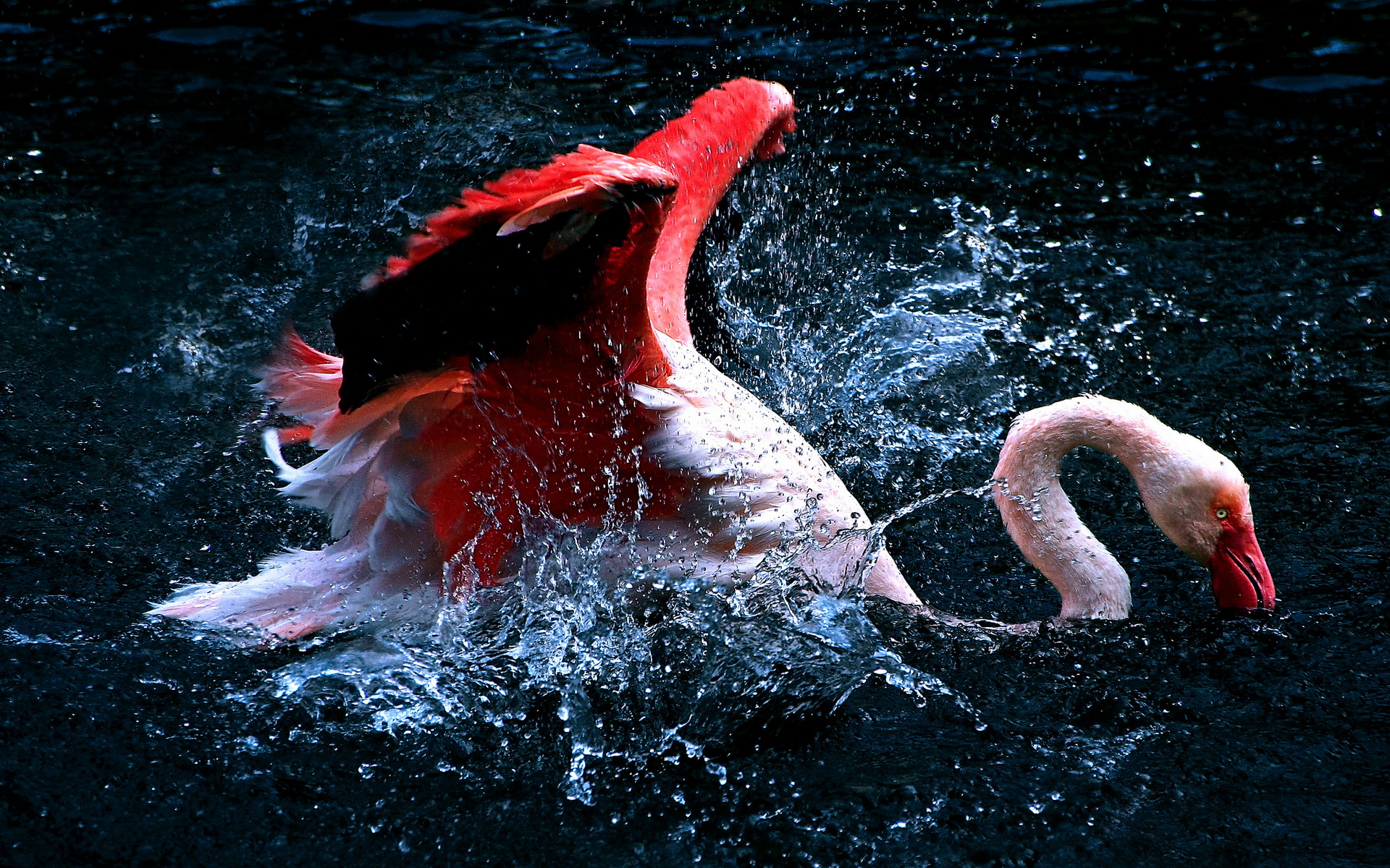 Majestic Flamingo Splash – HD Animal Wallpaper in Vivid Detail