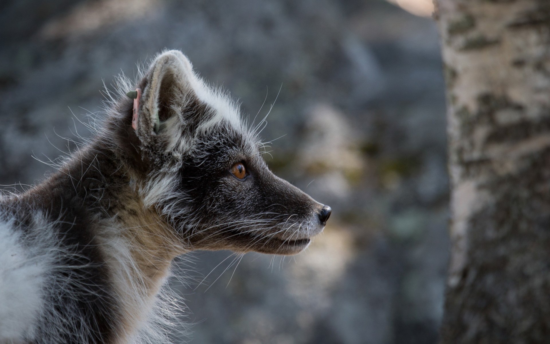 Majestic Arctic Fox HD Wallpaper