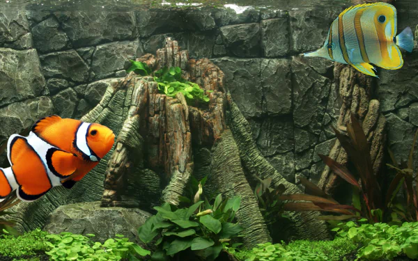 fish aquarium live download for pc Desktop Wallpapers, Phone Wallpaper ...