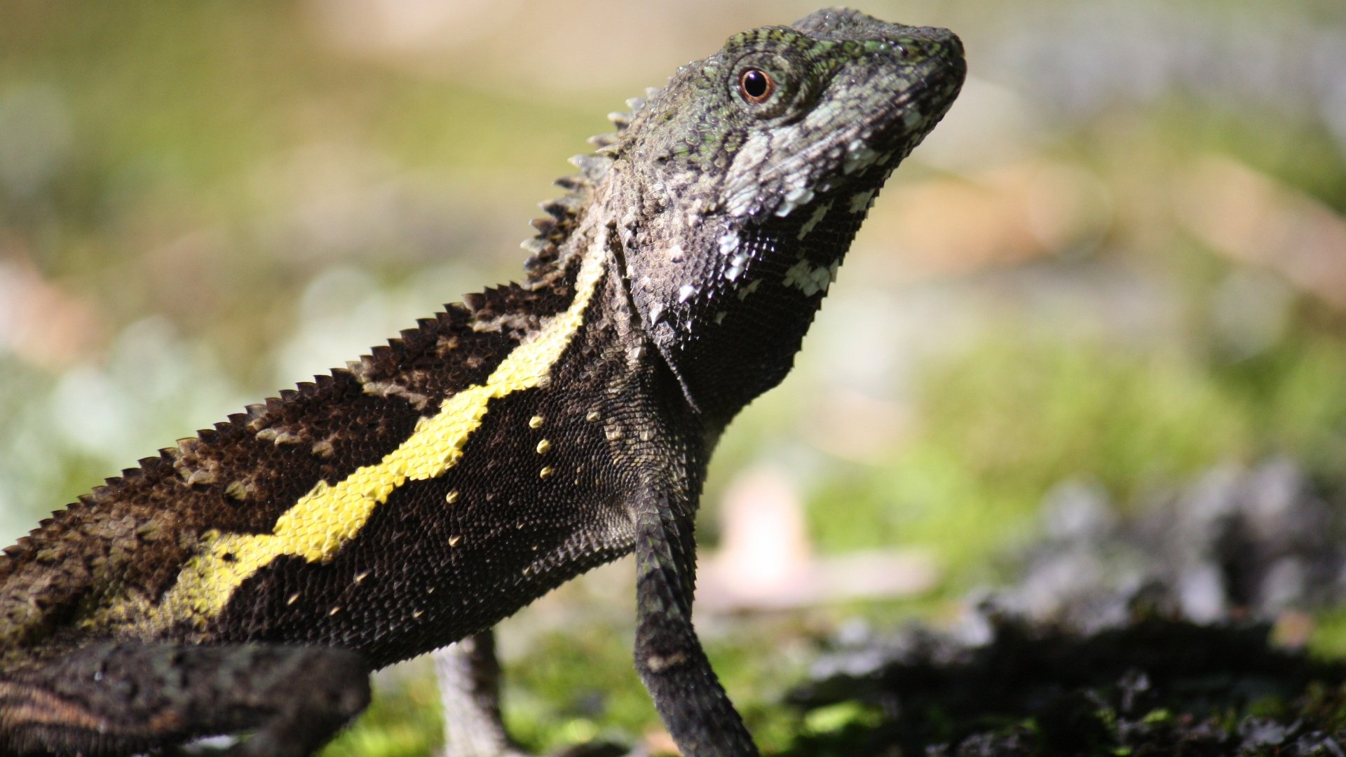 Download Animal Lizard 4k Ultra HD Wallpaper