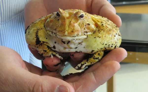 Pac-man Frog 4k Wallpapers