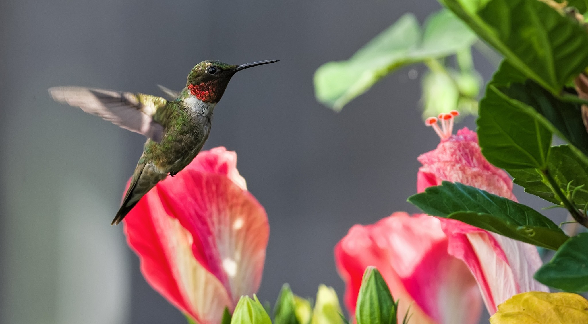 Vibrant Hummingbird in Flight - HD Nature Wallpaper