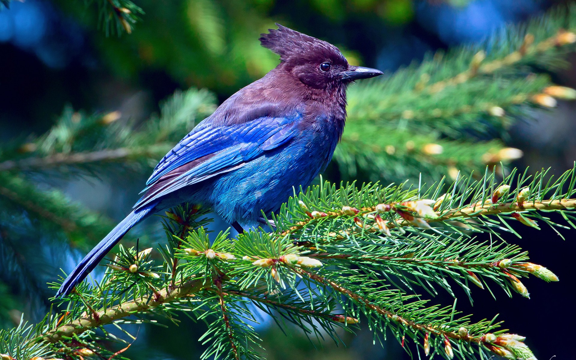 Download Animal Bird HD Wallpaper