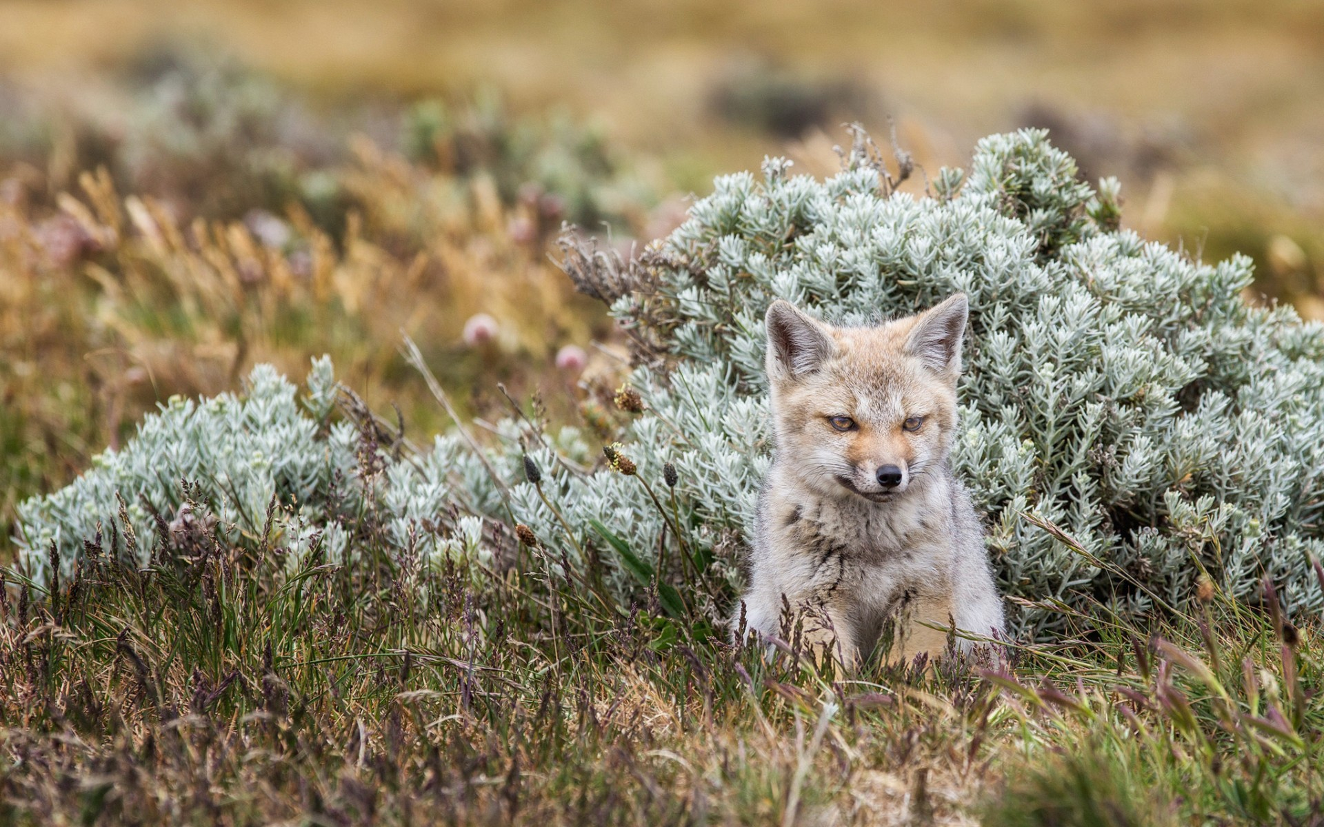 Majestic Fox in the Wild – Stunning HD Animal Wallpaper