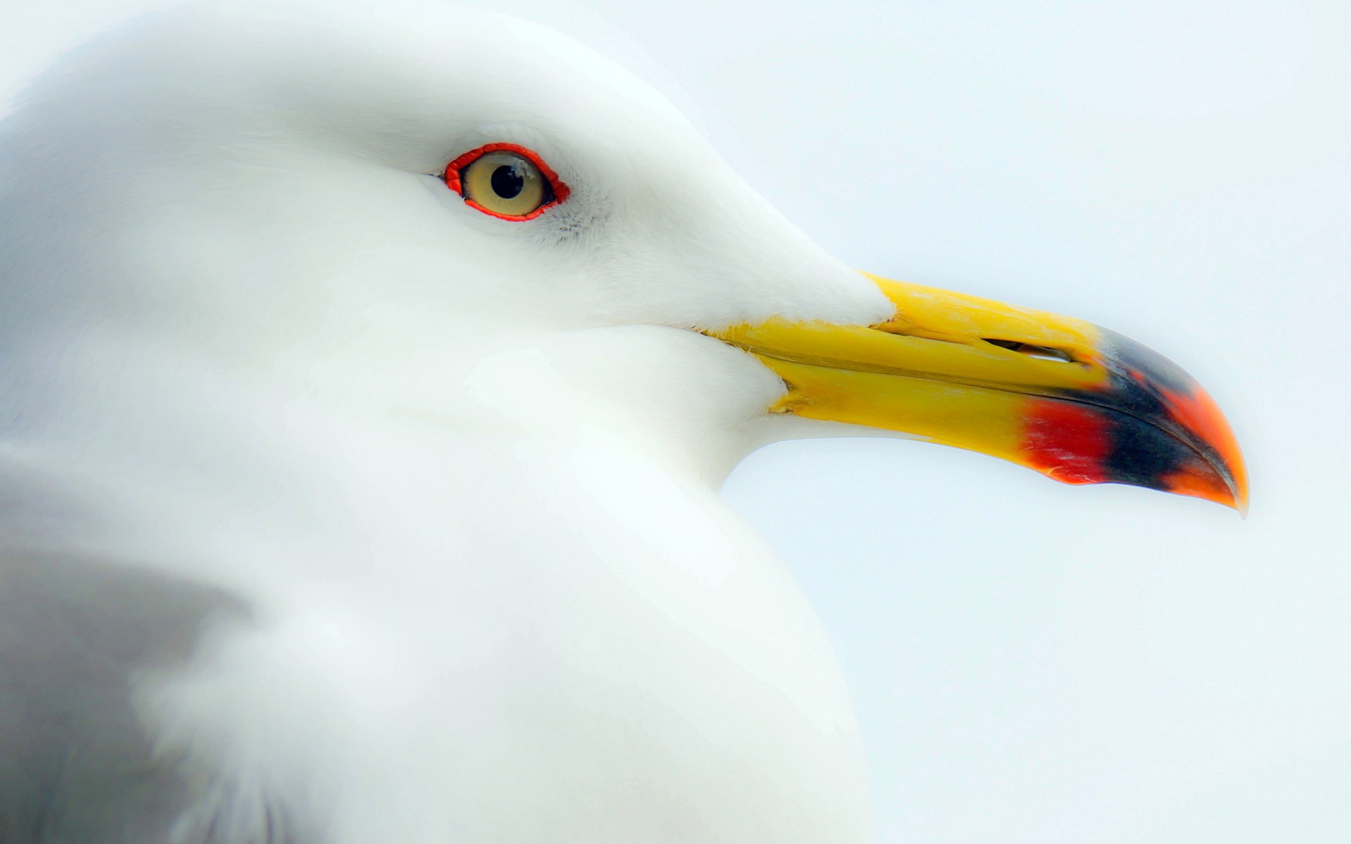 Seagulls Birds Wallpaper