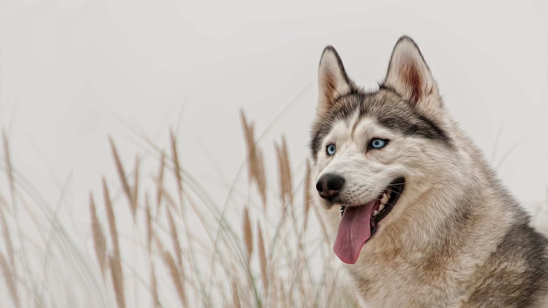Stunning HD Wallpaper of a Playful Husky