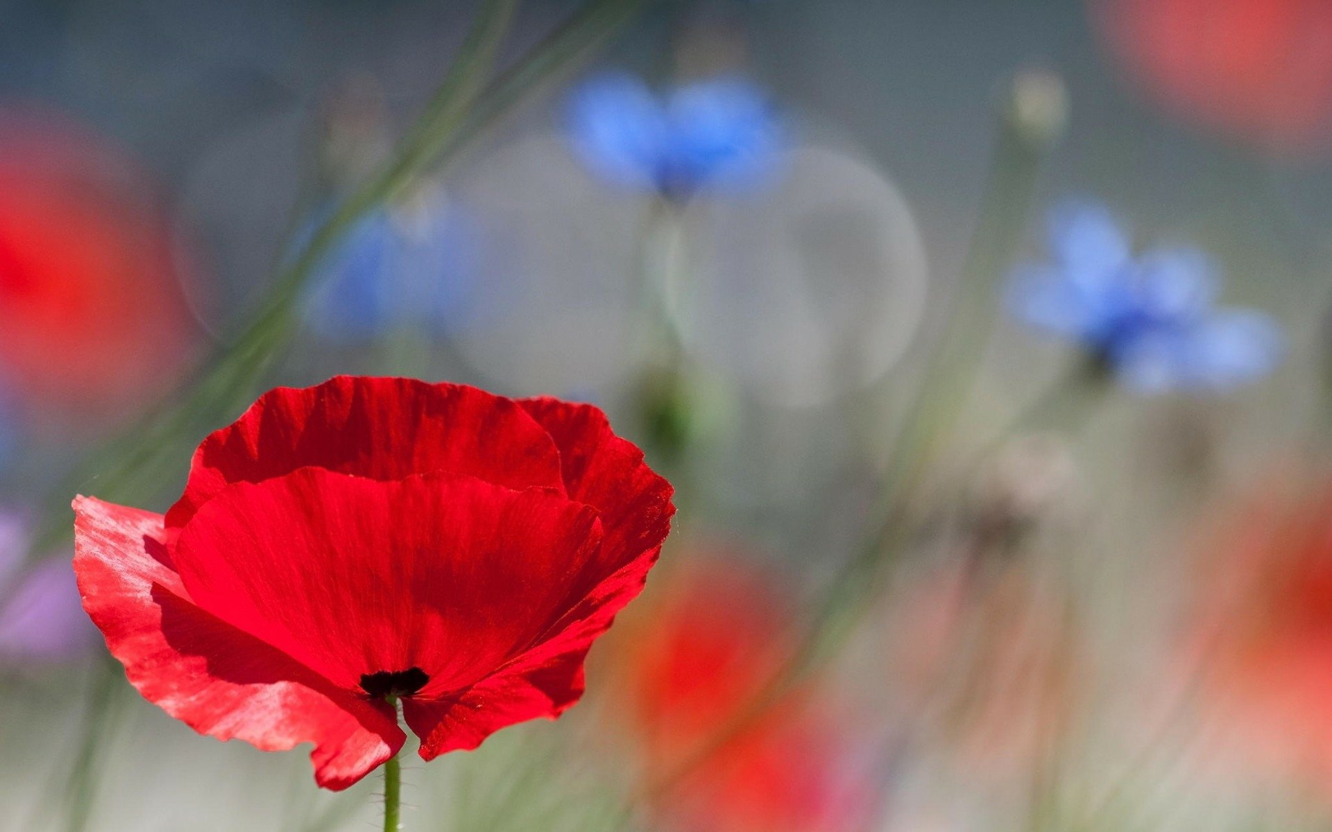 Download Nature Poppy HD Wallpaper