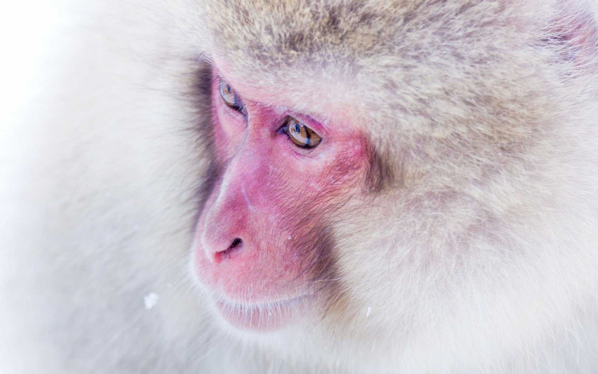 Japanese Macaque HD Wallpaper