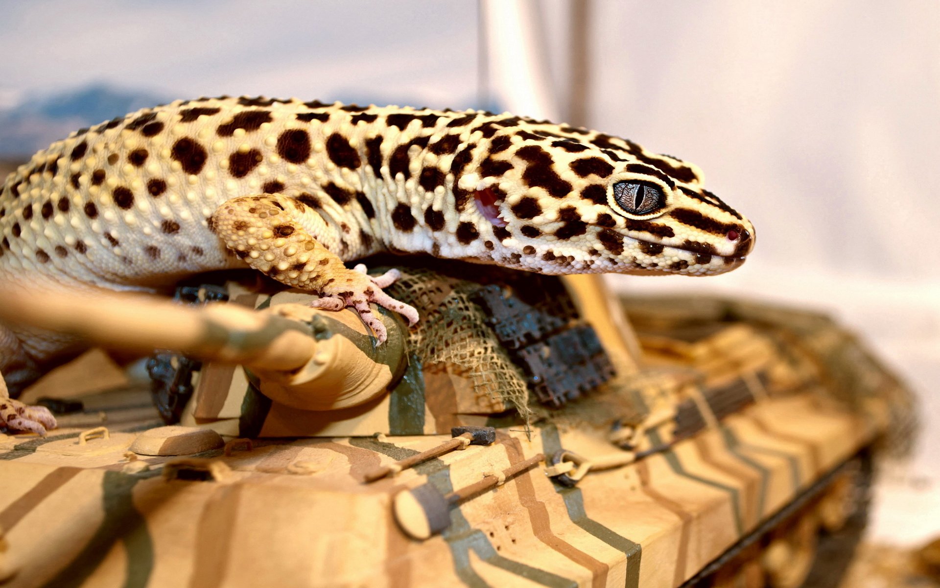 HD Wallpaper of a Striking Leopard Gecko on Reptile Terrain