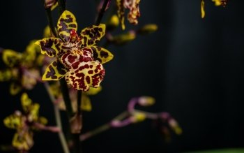 Download Flower Leopard Orchid Nature Orchid PFP