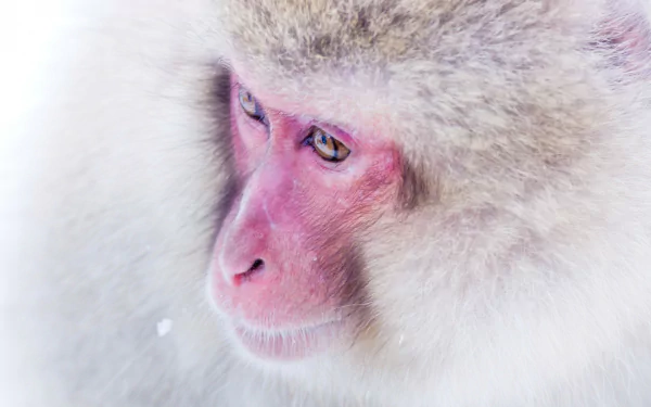 [90+] Japanese Macaque Wallpapers