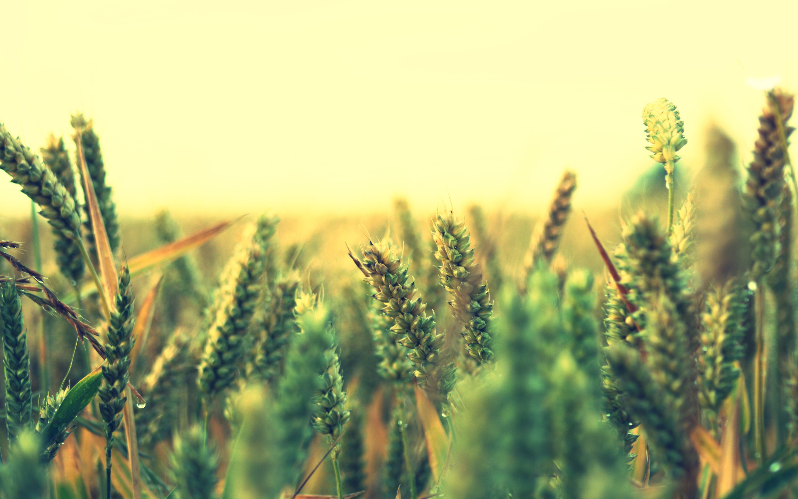 Download Nature Wheat HD Wallpaper