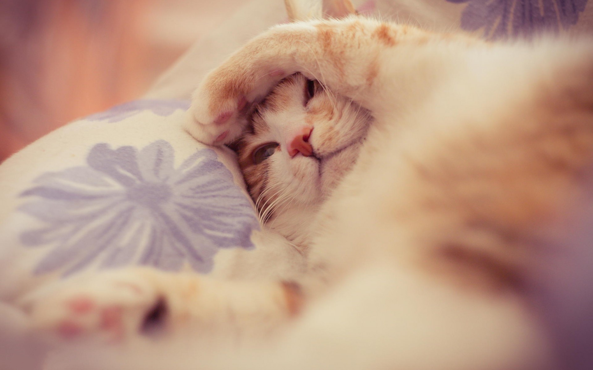 Cat Pet Ipad Wallpapers