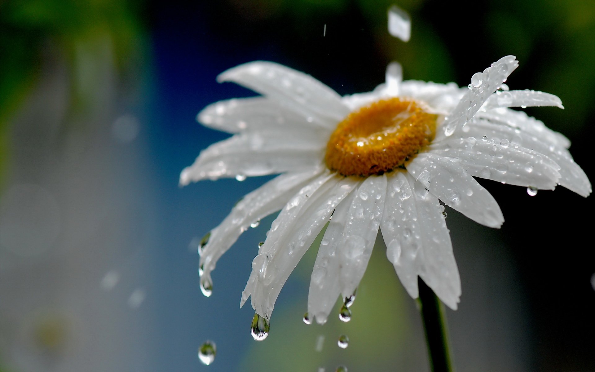 Download Nature Daisy HD Wallpaper | 1920x1200 | Wallpaper Abyss