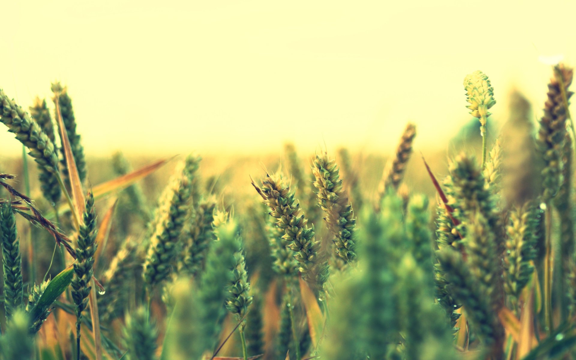 Download Nature Wheat HD Wallpaper