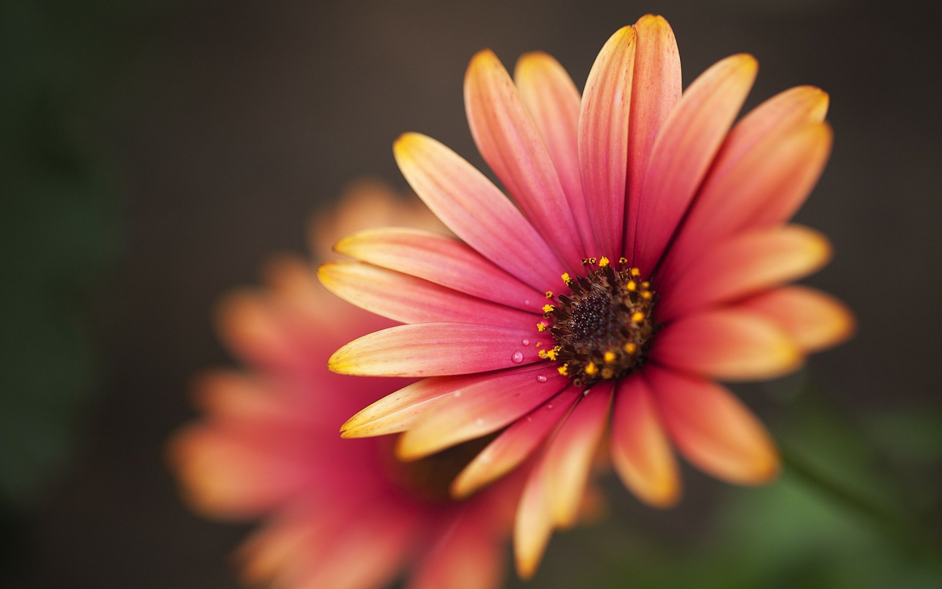 Blushing Bloom — 2K Quad HD Nature Flower Wallpaper | 2560x1600 ...