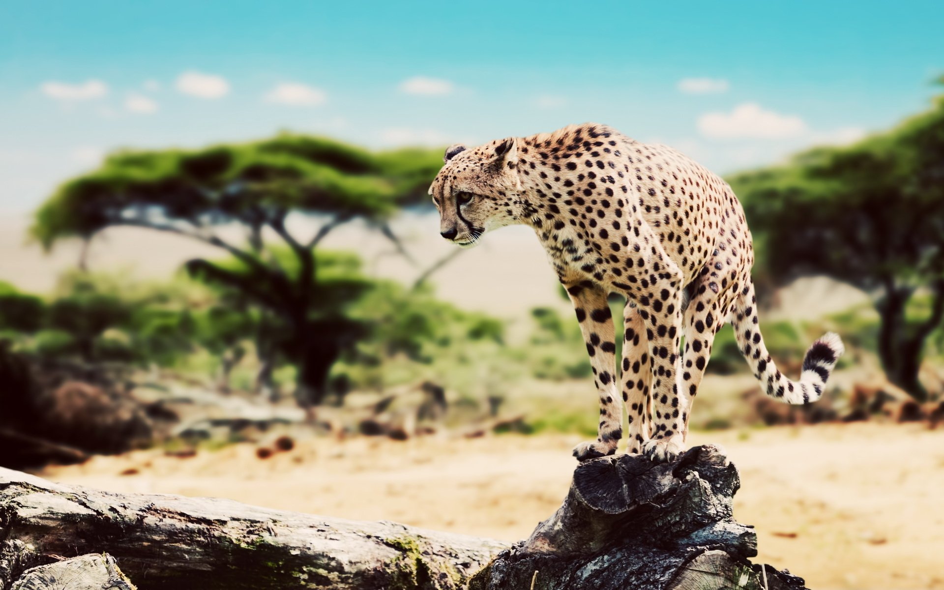Cheetah HD Wallpaper