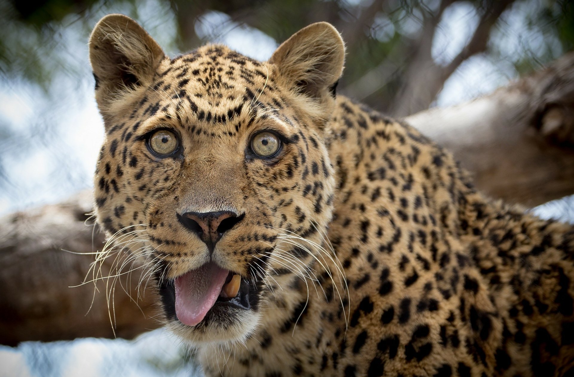 Funny Leopard HD Wallpaper: Wild Expression Captured in Stunning Detail