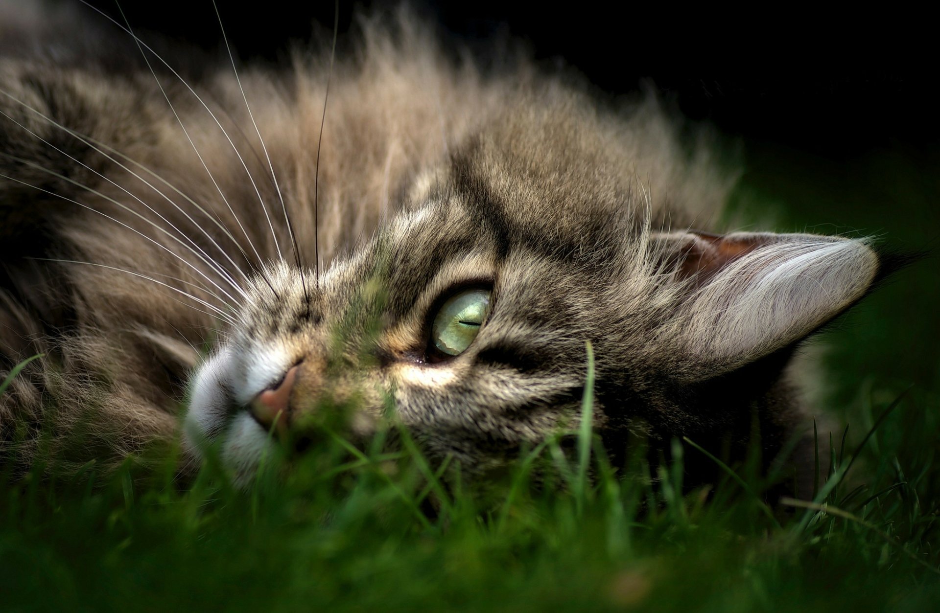 Cat Hd Wallpaper Widescreen