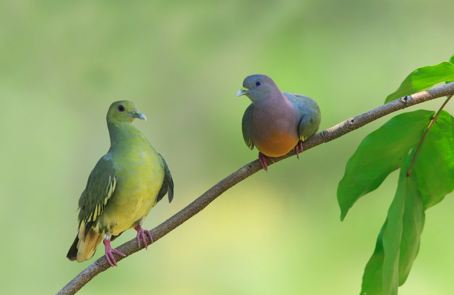 Serene Couple on a Branch: HD Wallpaper of Doves