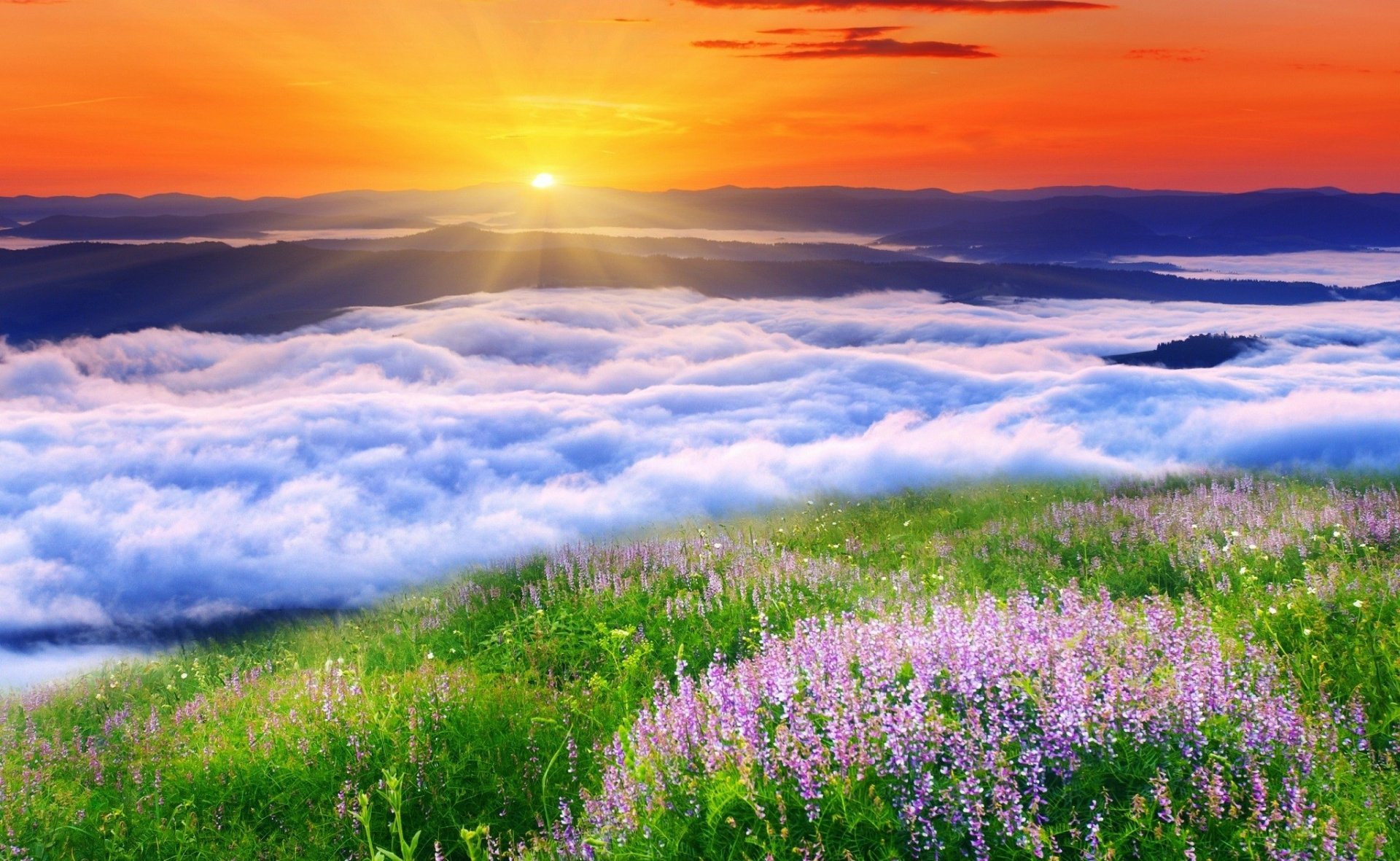Serene Sunset Meadow: HD Wallpaper for Nature Lovers by Creative Travel ...