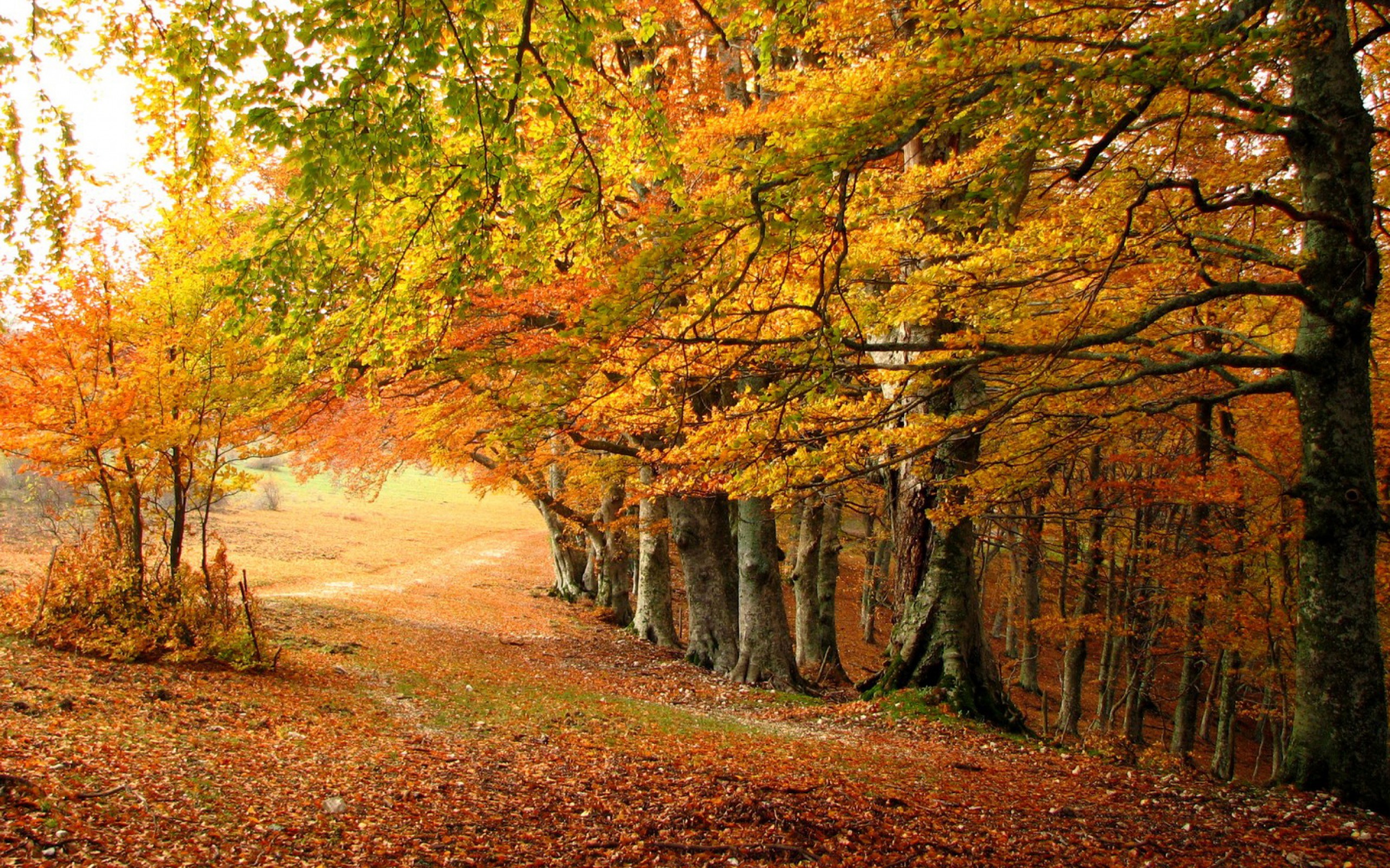 Autumn Serenity: HD Nature Wallpaper in Fall’s Golden Embrace