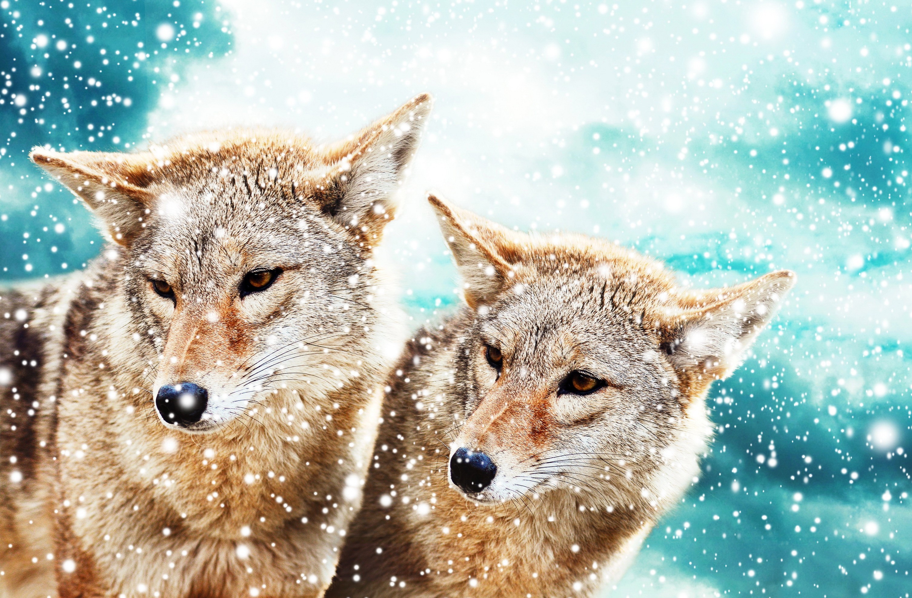 Majestic Wolves in Snow - HD Wallpaper