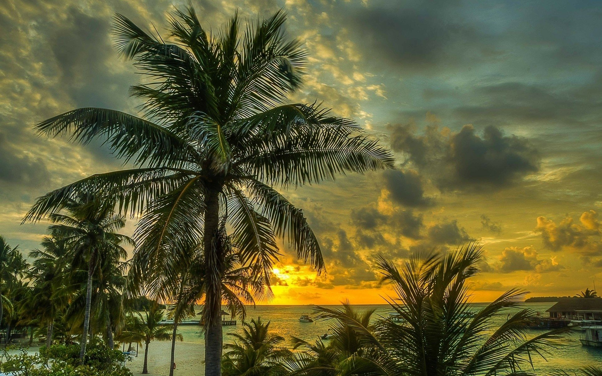 Tropical Sunset Serenity – HD Palm Tree Nature Wallpaper