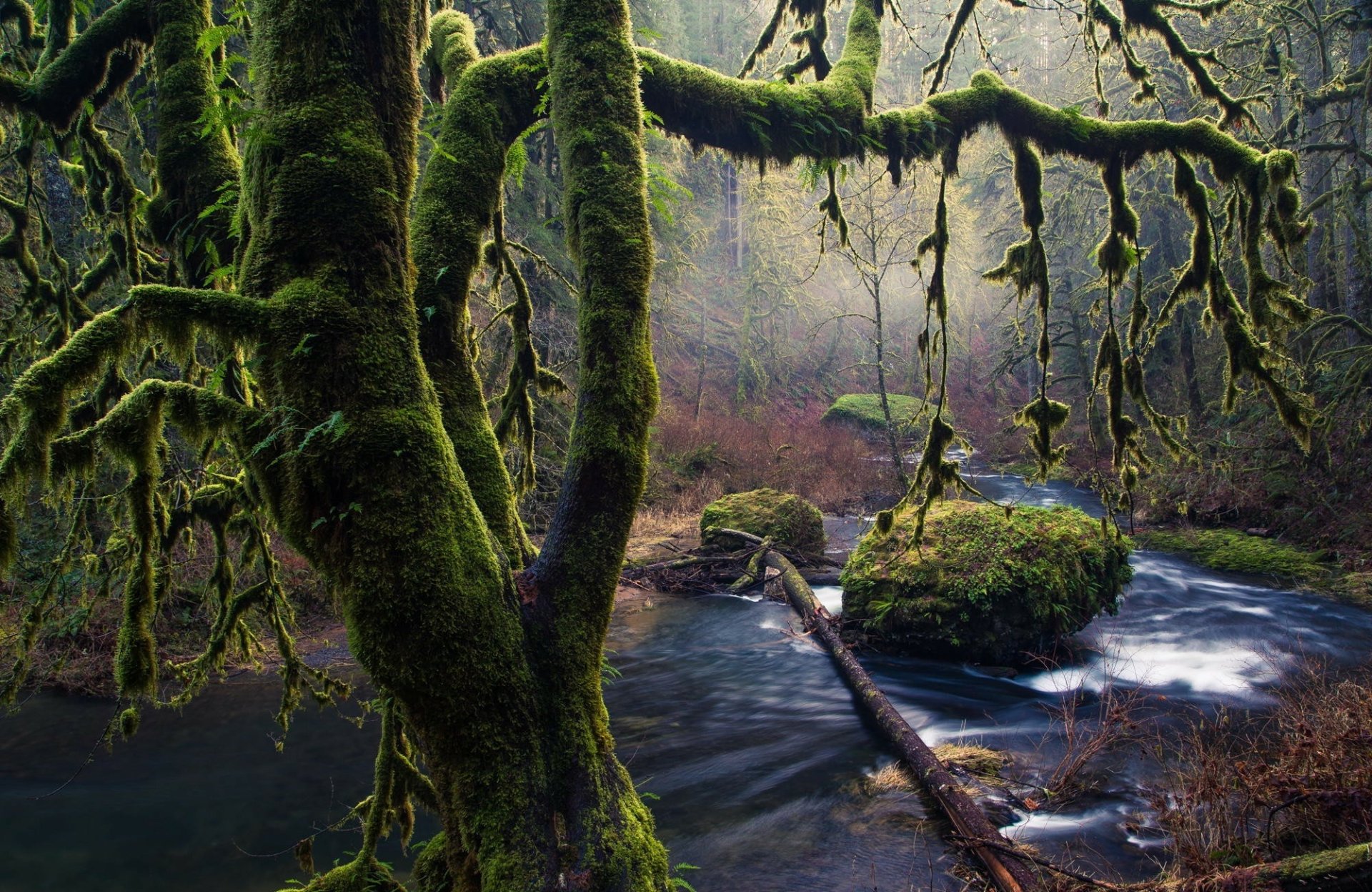 Download Moss Forest Tree Nature Stream HD Wallpaper