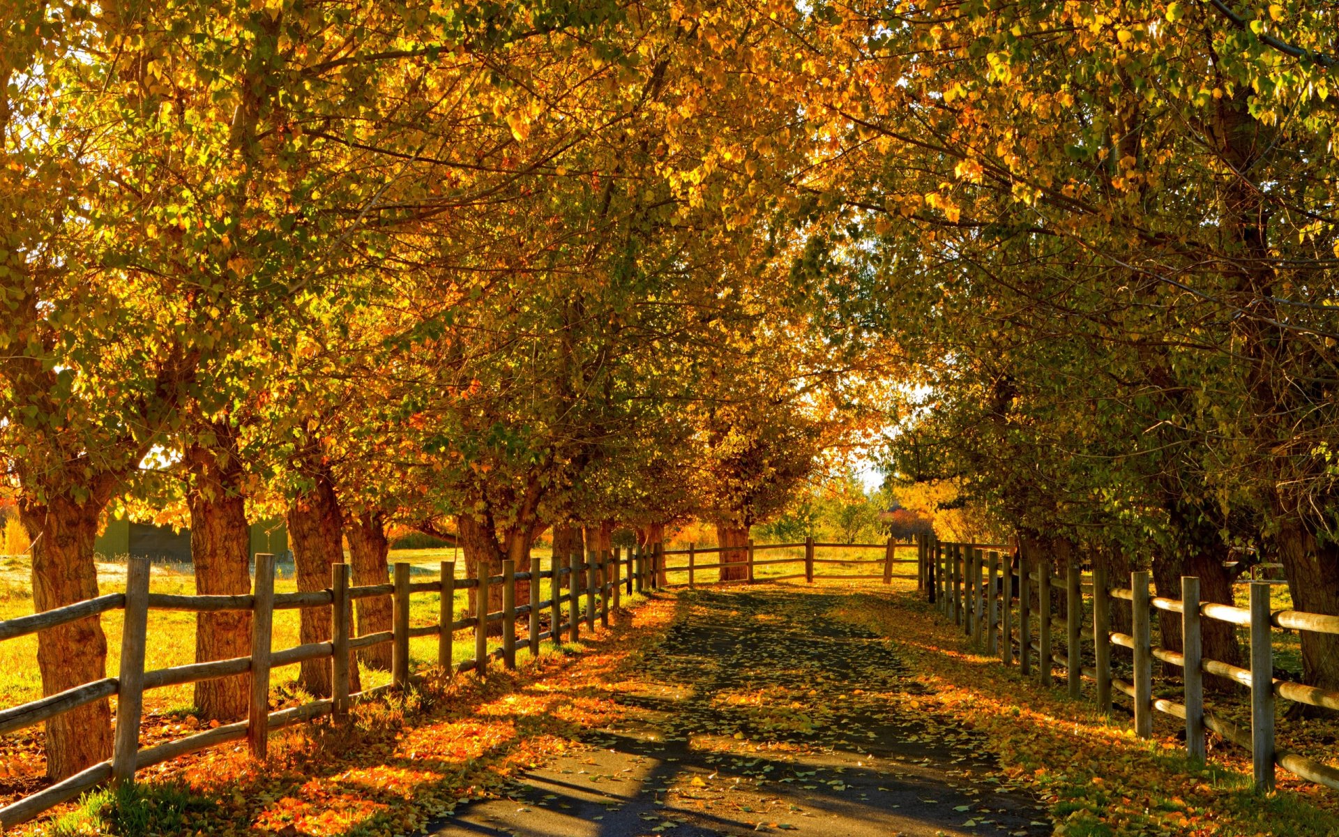 Golden Fall Pathway: A Stunning Fence Photography HD Wallpaper