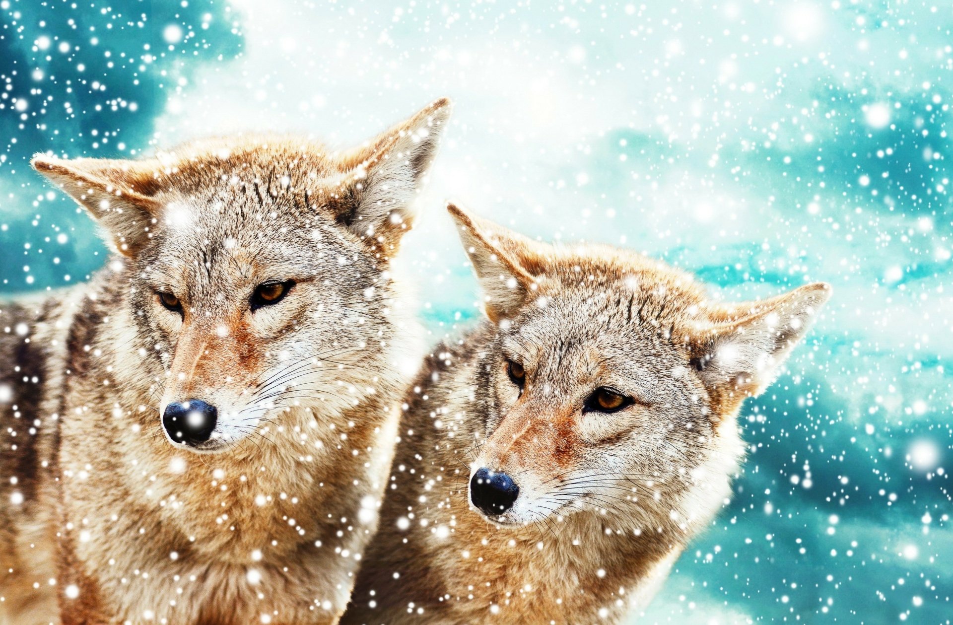 Majestic Wolves in Snow - HD Wallpaper