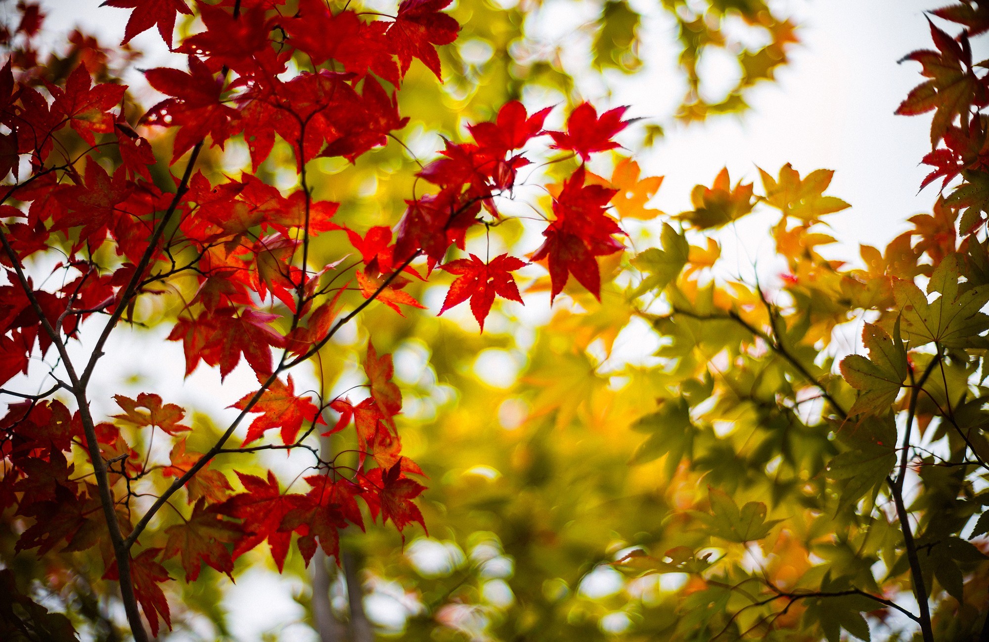 Download Fall Nature Leaf HD Wallpaper