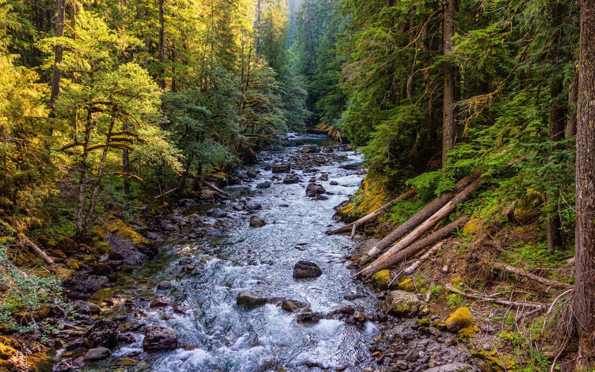 Mossy Forest Stream — HD River Wallpaper